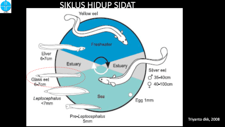 Kisah Masapi, Ikan Yang Bikin Danau Poso Istimewa - mosintuwu.com