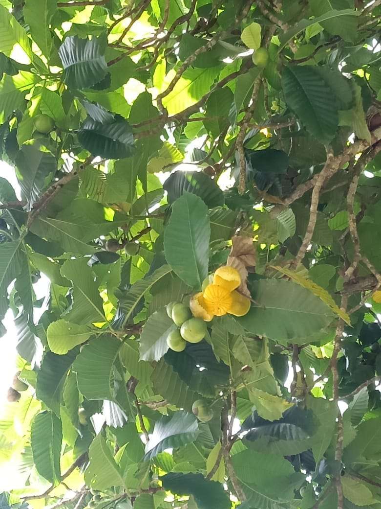 Jongi, Buah Cantik yang Tersingkir - mosintuwu.com