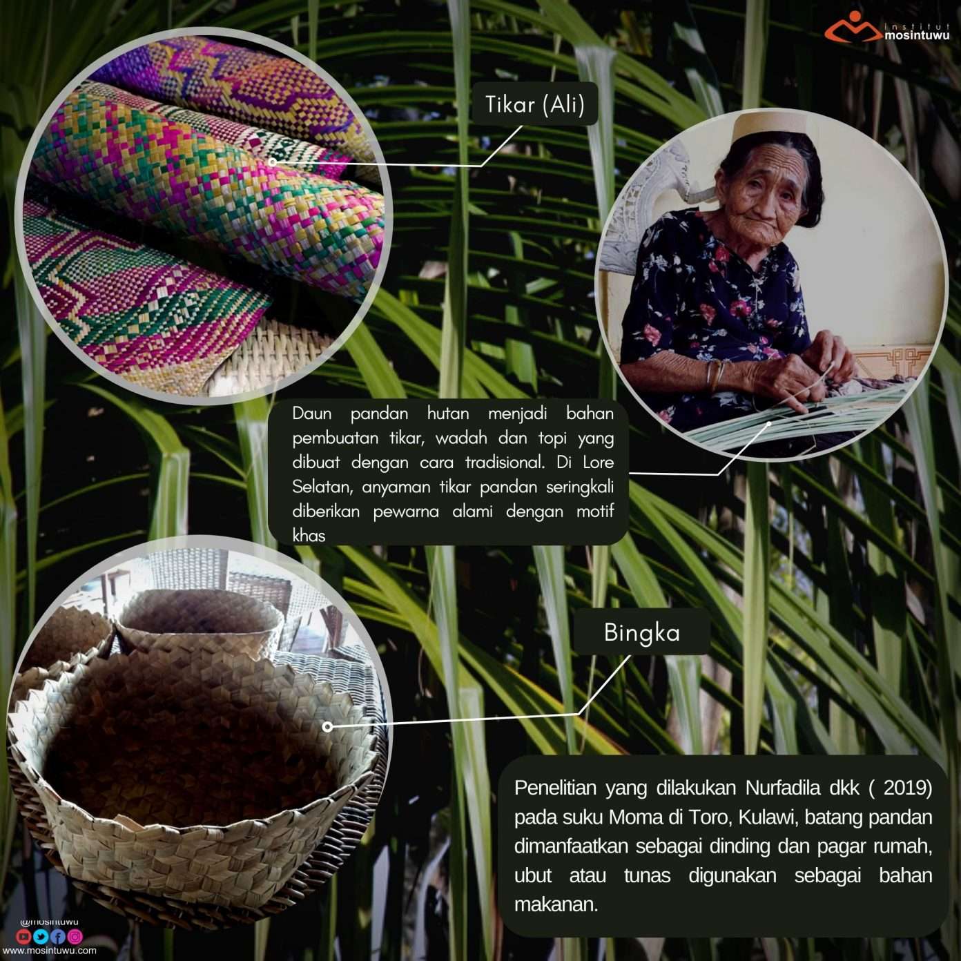 Lambori, Si Pandan Hutan Endemik Sulawesi - mosintuwu.com