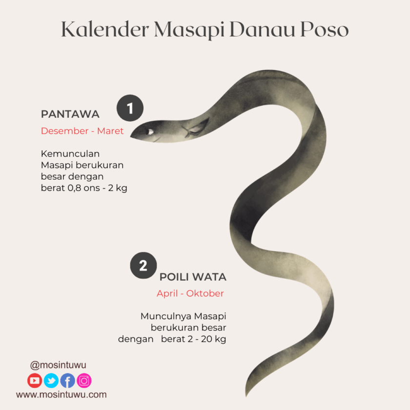 Kalender Musim Masapi Danau Poso - mosintuwu.com