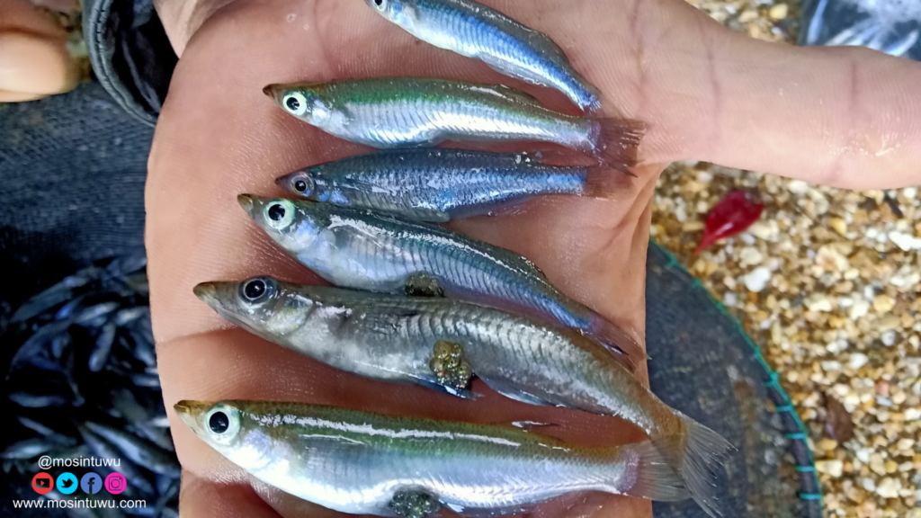 Biodiversity Poso: Dikagumi Luar Negeri, Diabaikan Poso - mosintuwu.com