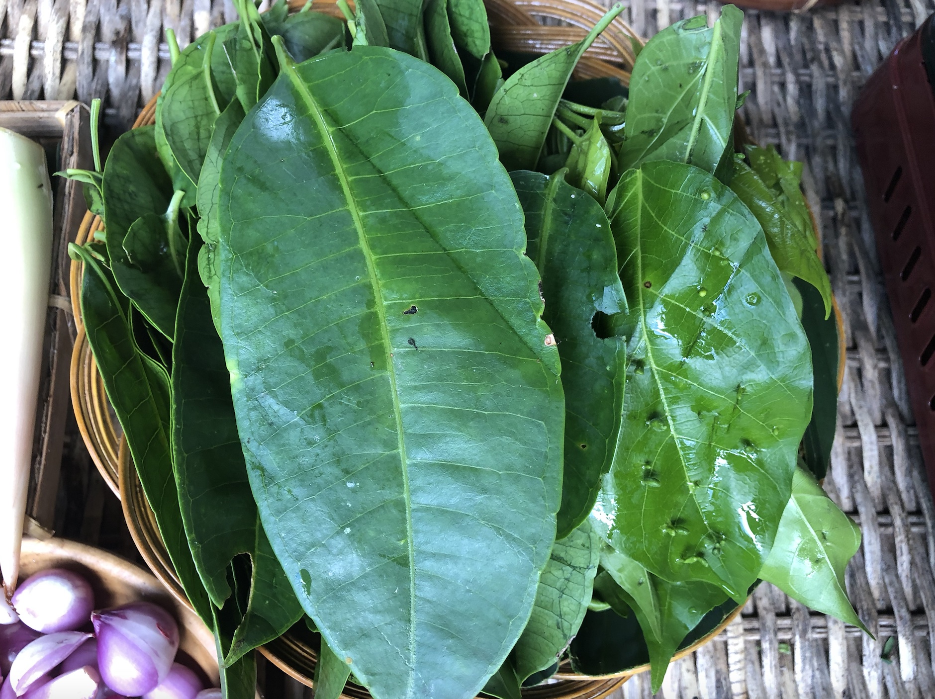 Arogo Onco : Sup dengan Daun Kembar, Nyami to Poso - mosintuwu.com