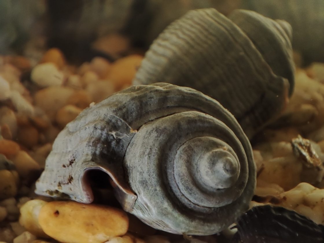 Nilai Tinggi Kerang dan Keong Danau Poso Belum Dinikmati Nelayan ...